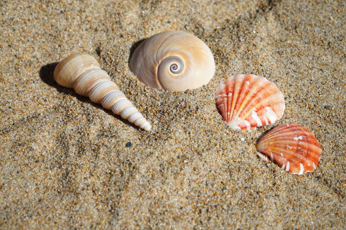 Comment nettoyer parfaitement des coquillages